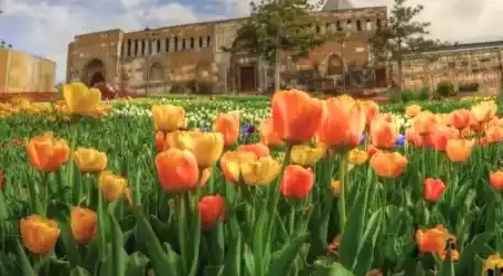 Festivalul Lalelelor din Istanbul 2026 ghid complet. Dată, locații ...